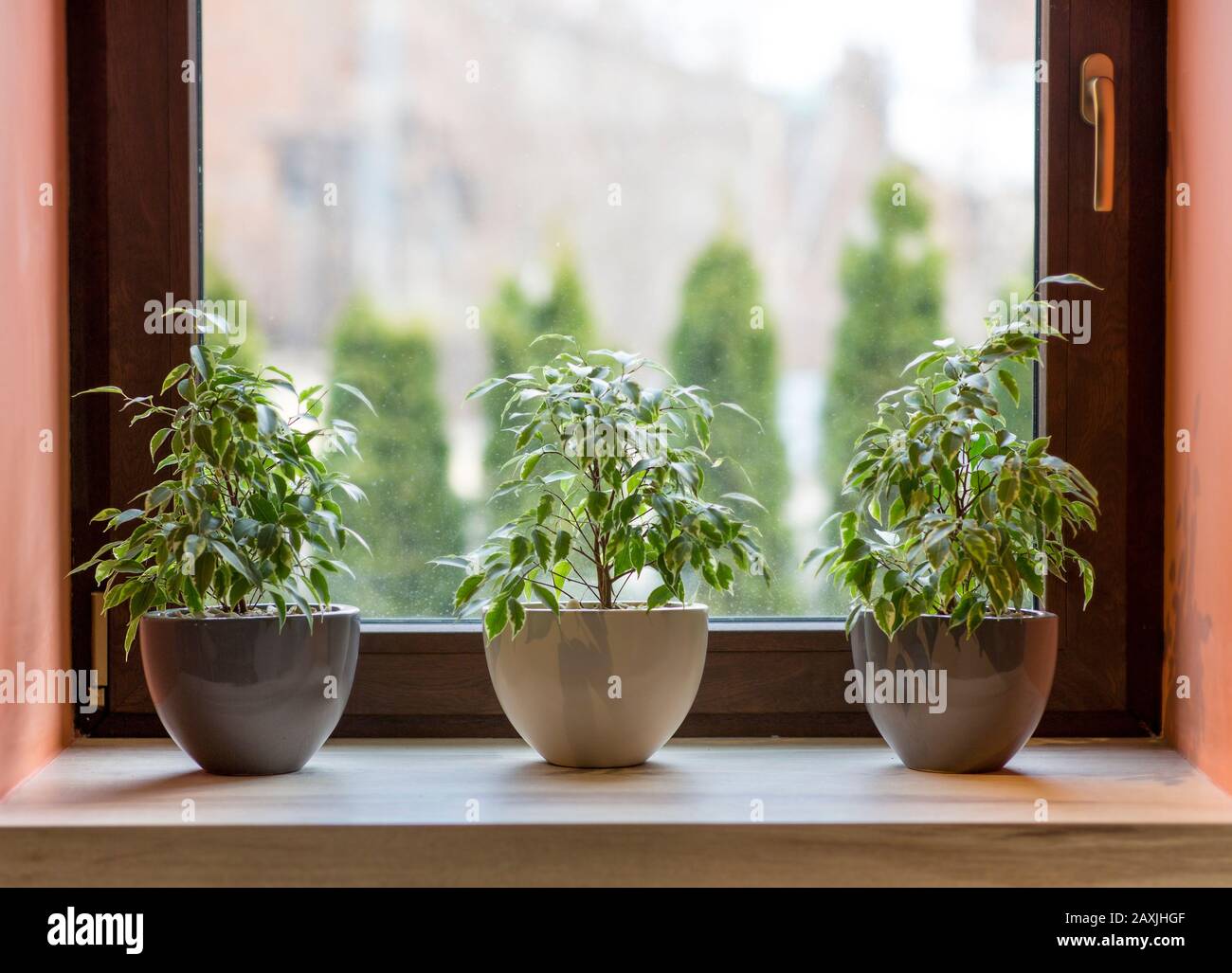 Contemporary composition plants hi-res stock photography and images - Alamy