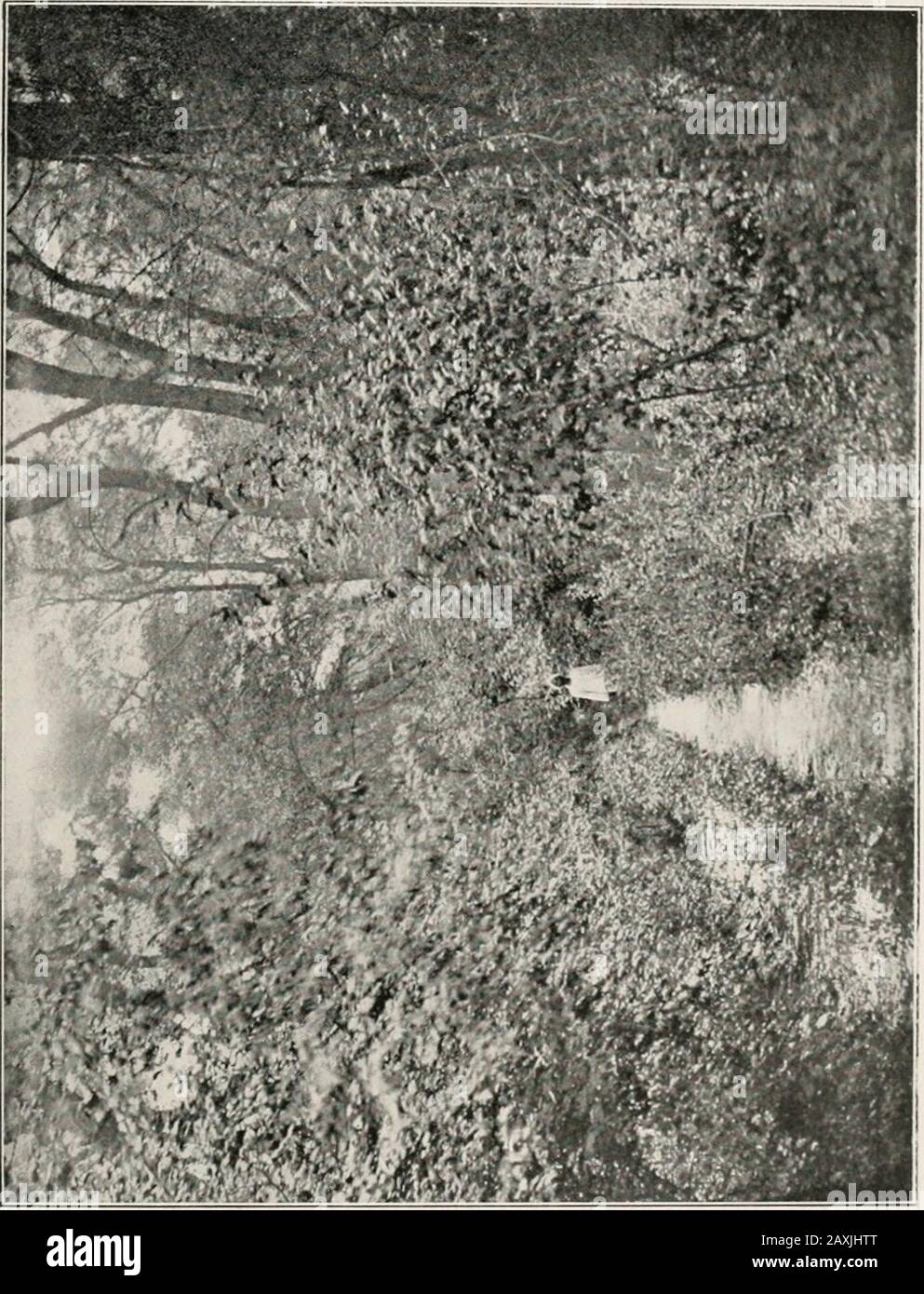 Schlich's Manual of forestry . The Changa Manga Plantation, 17 years ...