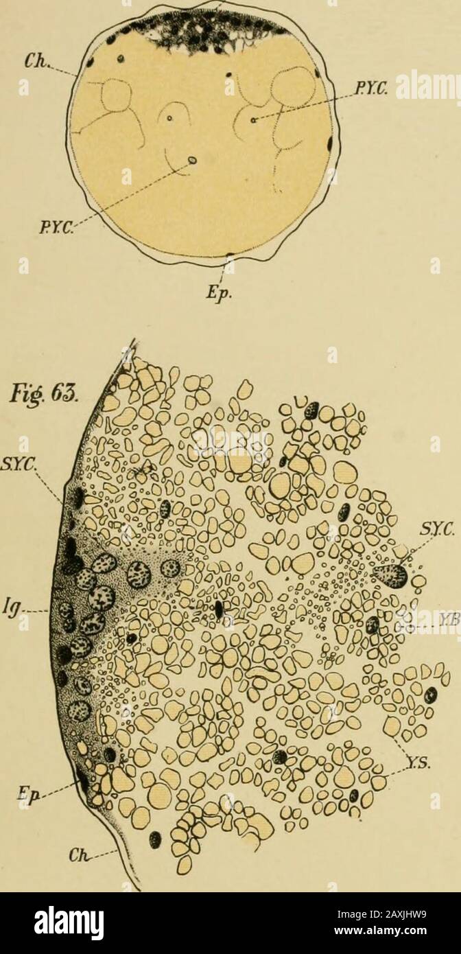 Portion plate sections hi-res stock photography and images - Alamy