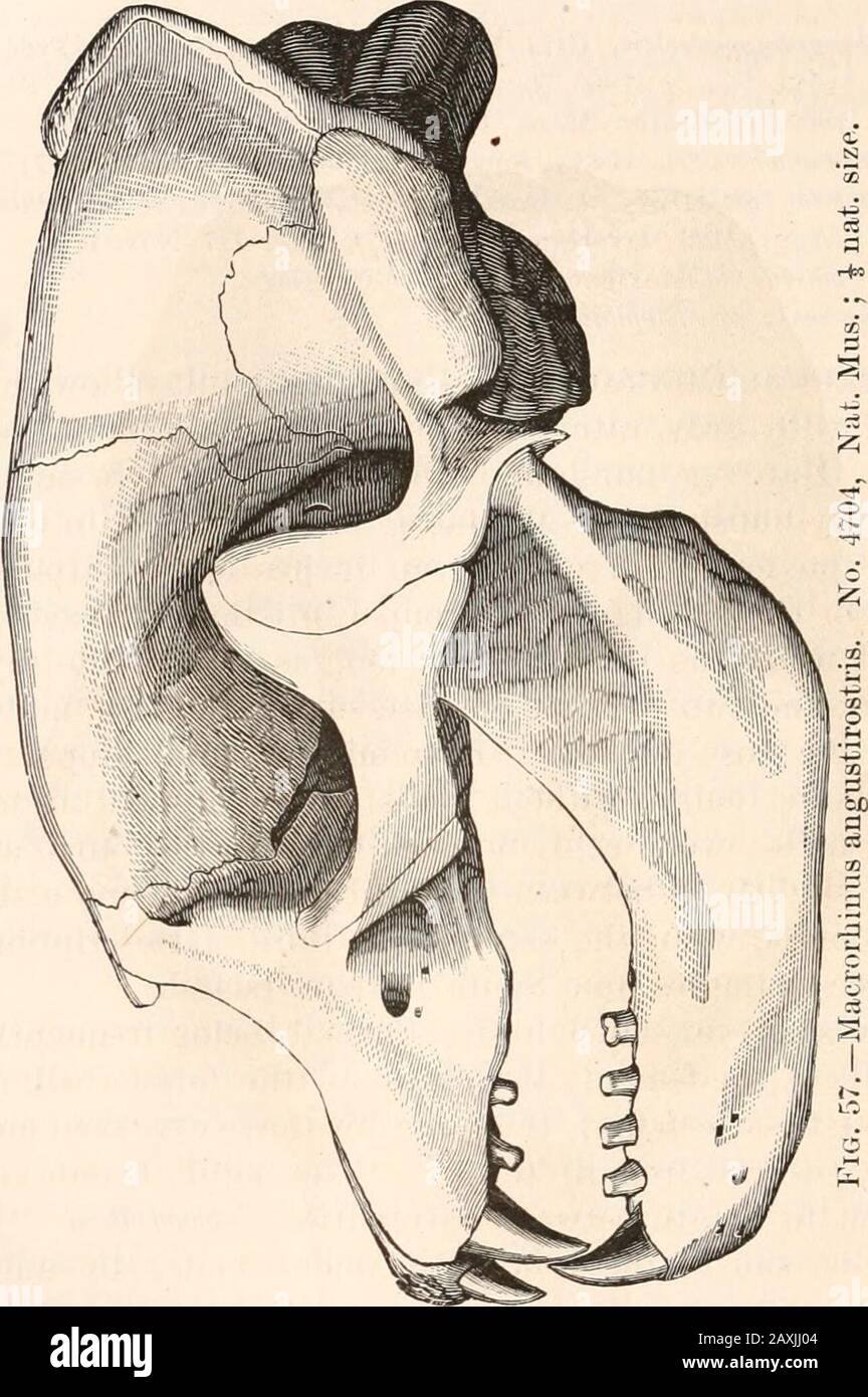 History of North American pinnipeds, a monograph of the walruses, sea ...