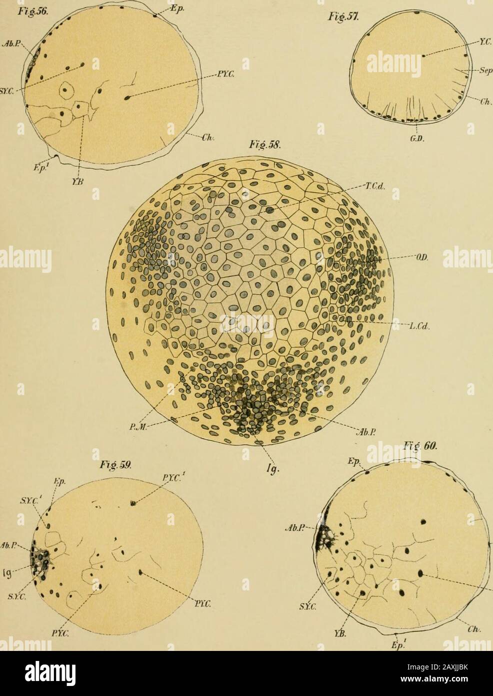 The embryology and metamorphosis of the Macroura . ; ofl from ventral ...