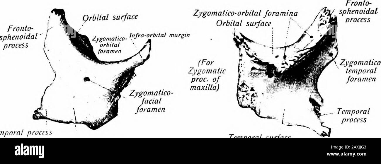 A manual of anatomy . The marginal process is anterior and somewhat ...