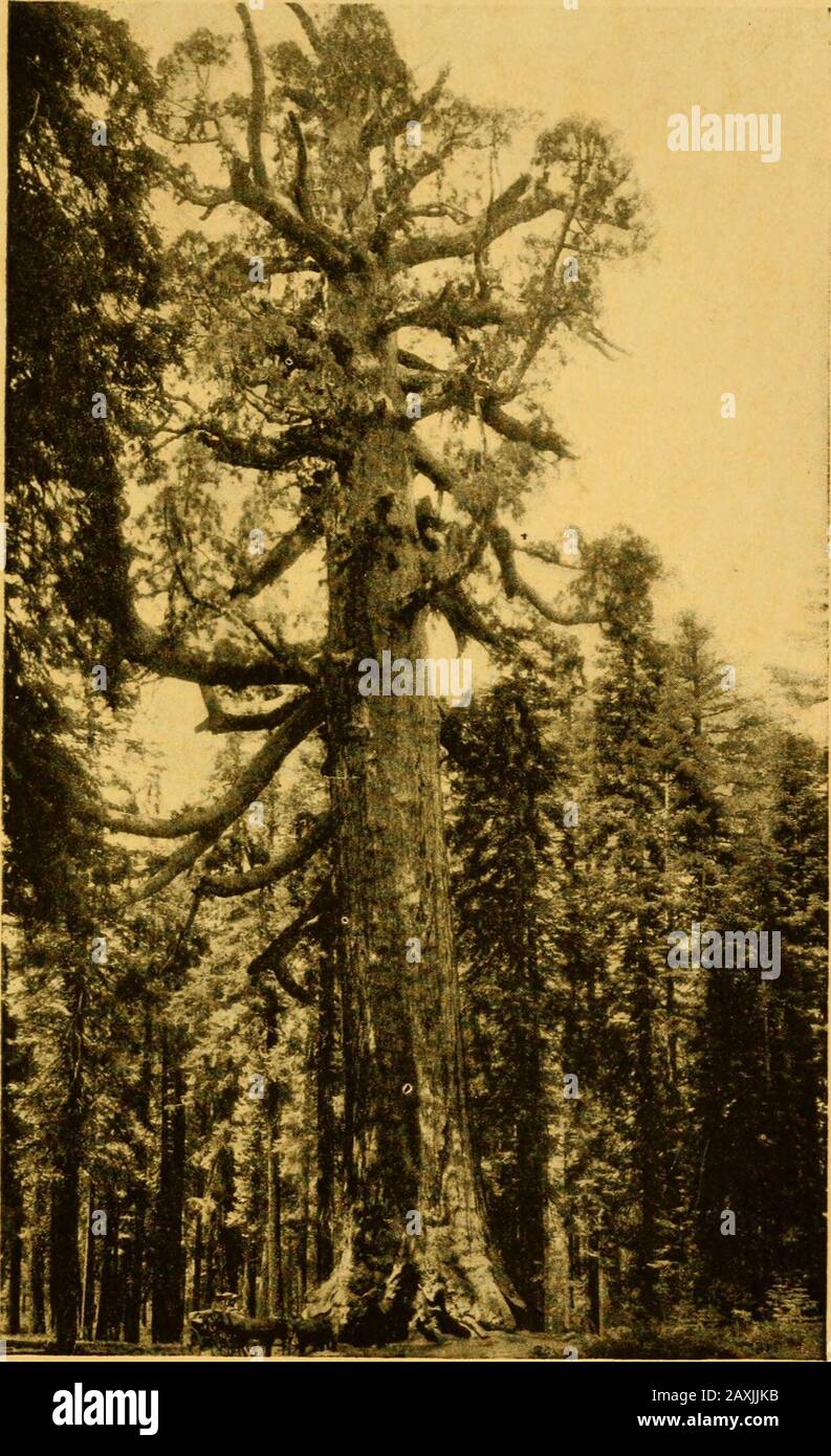 Mount amabilis hi-res stock photography and images - Alamy