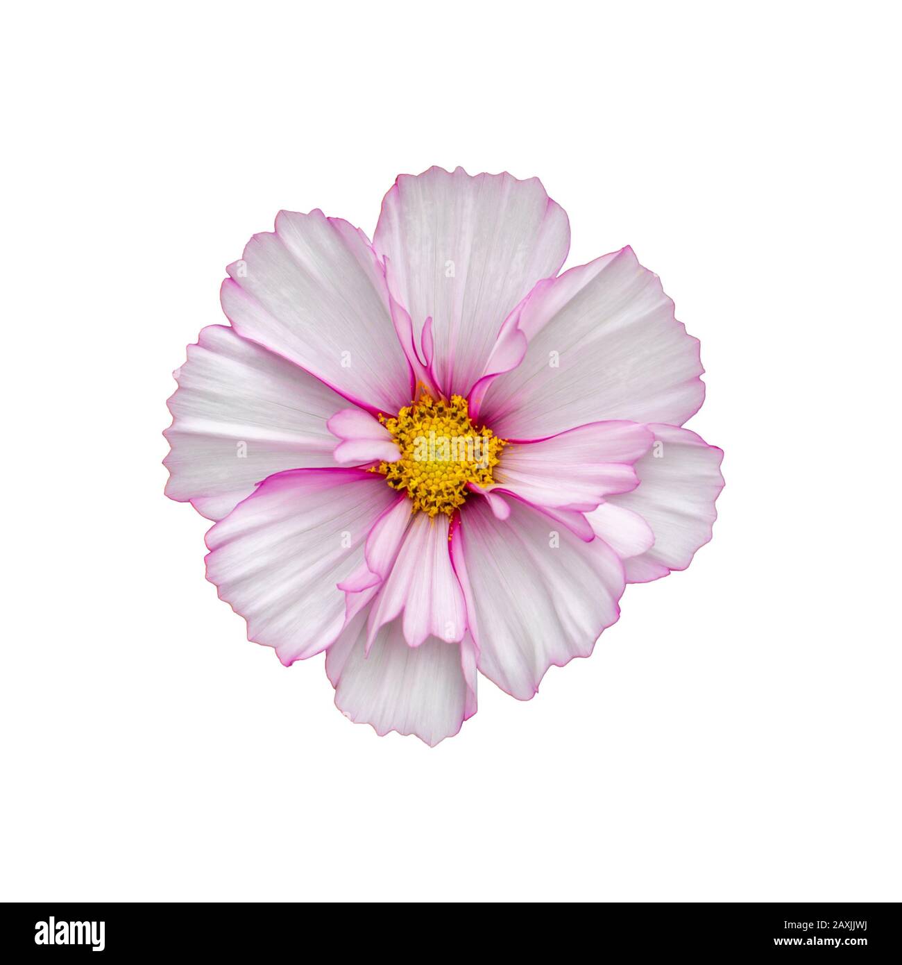 Cosmos flower isolated on white. Isolate of pink white tender cosmos ...