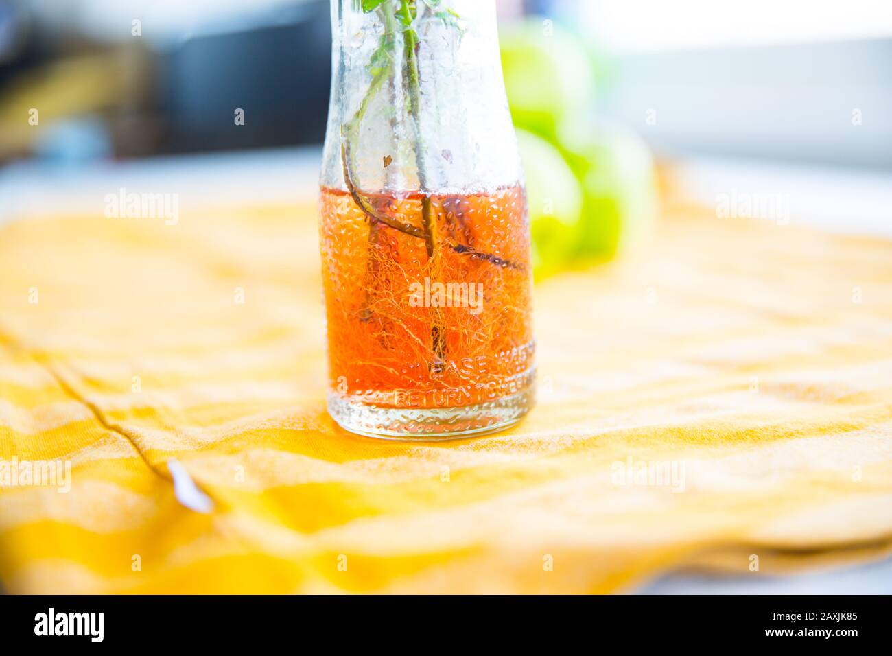 plant roots glass bottle Stock Photo - Alamy