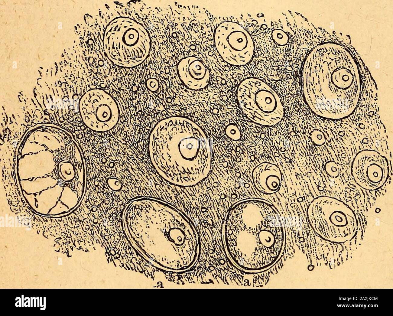 Primordial form hi-res stock photography and images - Alamy