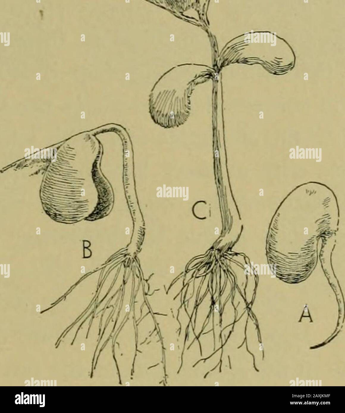 Nature and development of plants . integument becomes quite soft and ...