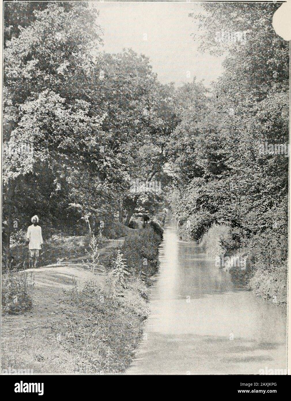 Schlich's Manual of forestry . The Changa Manga Plantation, 17 years ...