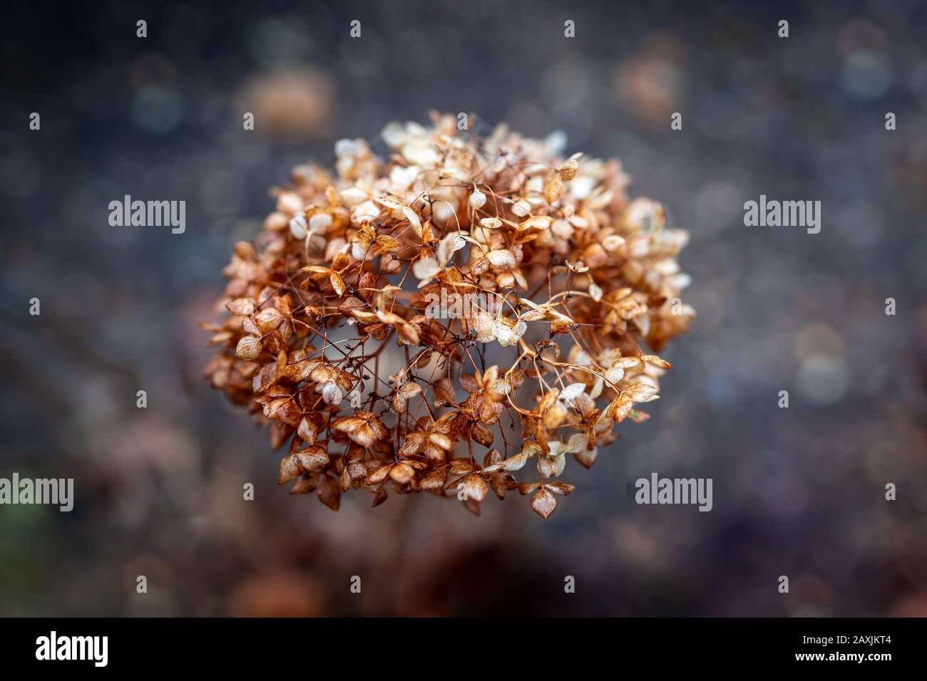 abstract dried plant closeup Stock Photo - Alamy