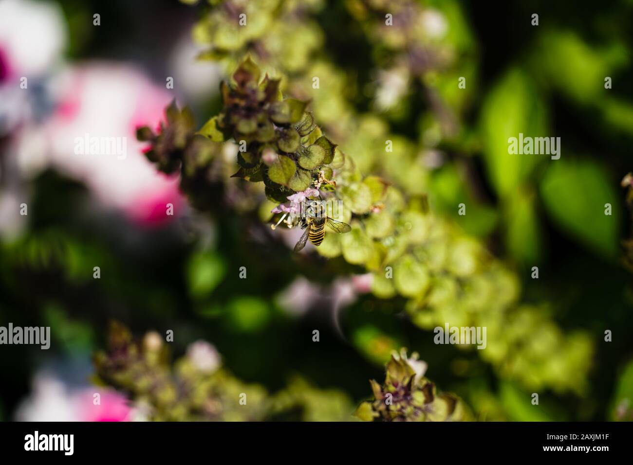 Basil flower hi-res stock photography and images - Alamy