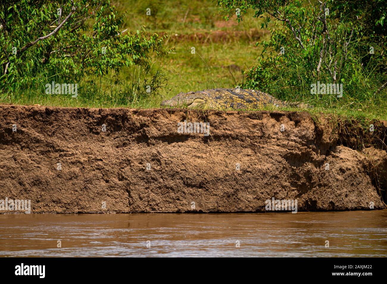 crocodile at mara river crocodile at mara river Stock Photo - Alamy
