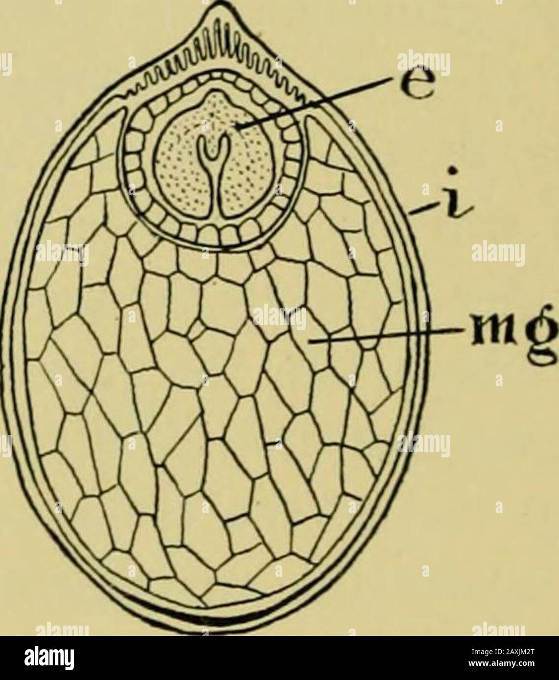 Ovule structure hi-res stock photography and images - Alamy