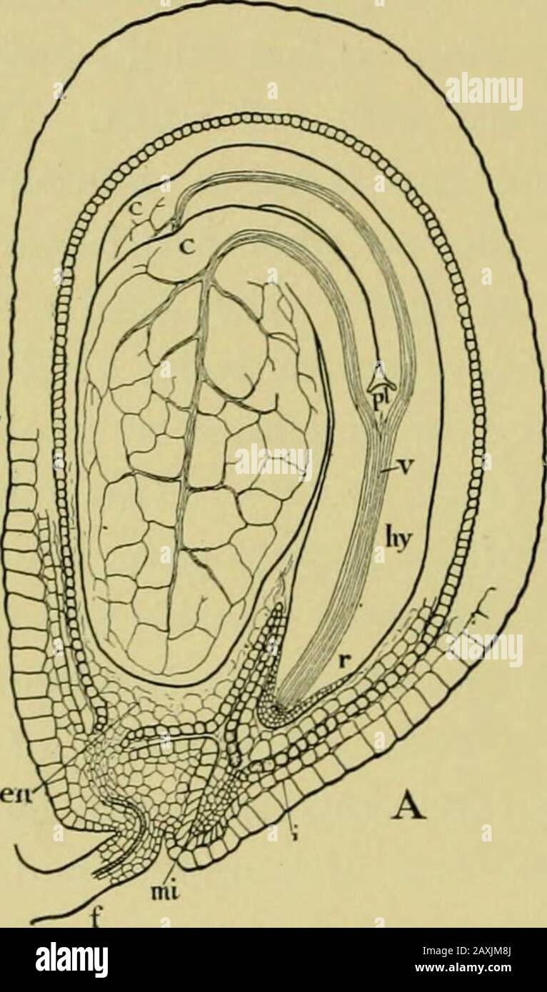 Two cotyledons hi-res stock photography and images - Alamy