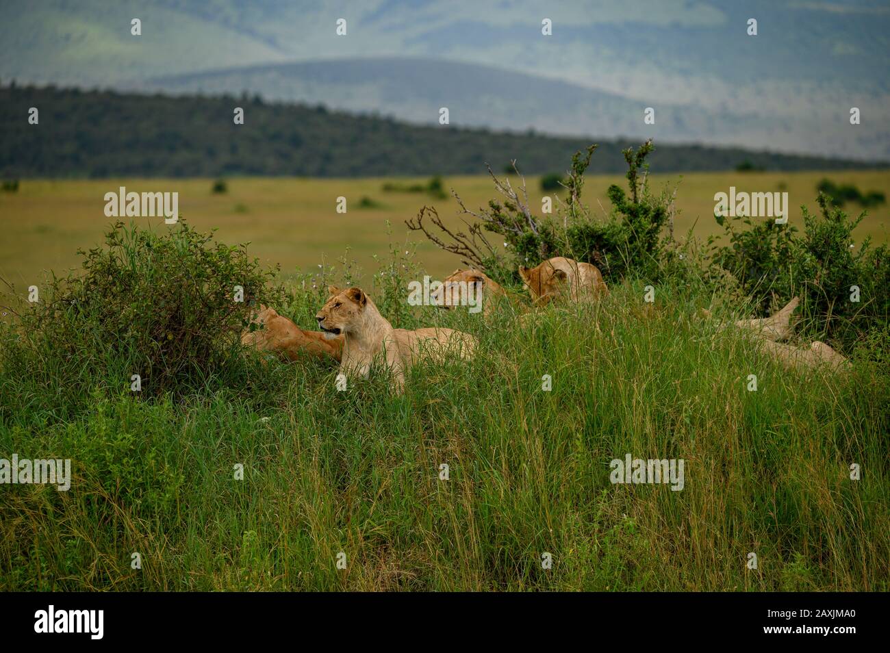 Group of lions hi-res stock photography and images - Alamy