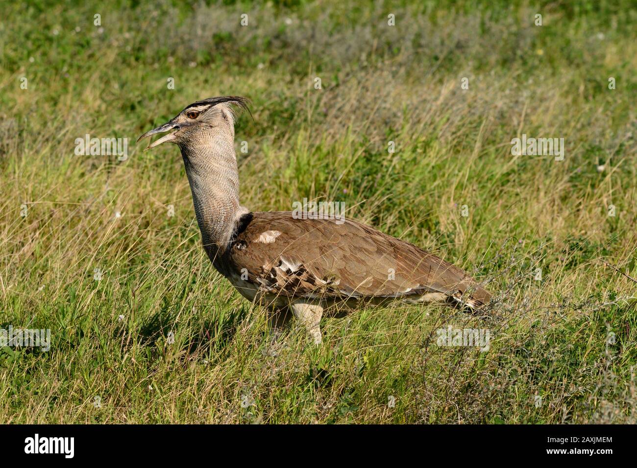 Giant bustard hi-res stock photography and images - Alamy