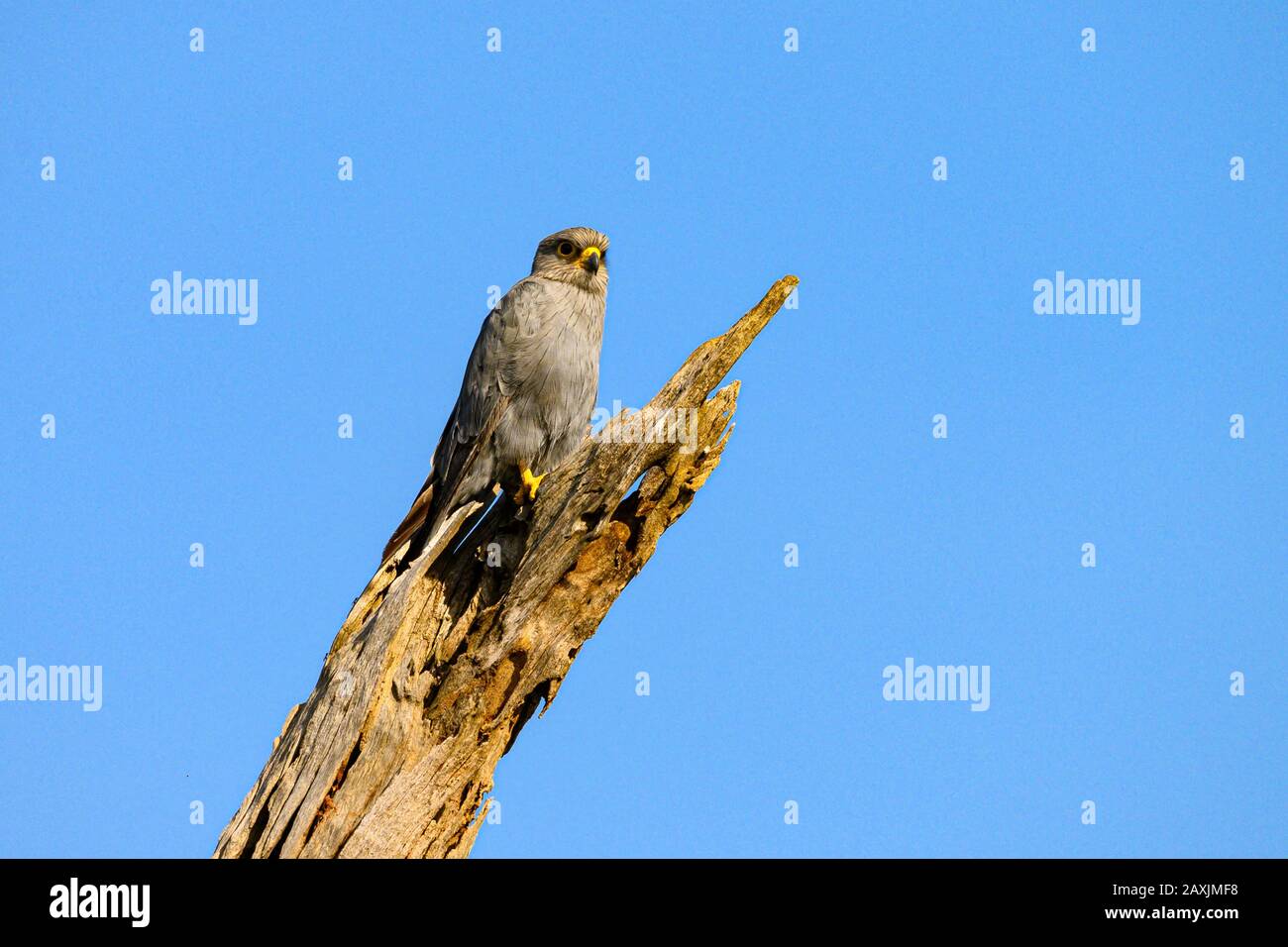 Grey Falcon Profile