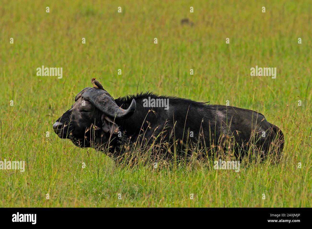 water buffalo with bird Stock Photo - Alamy