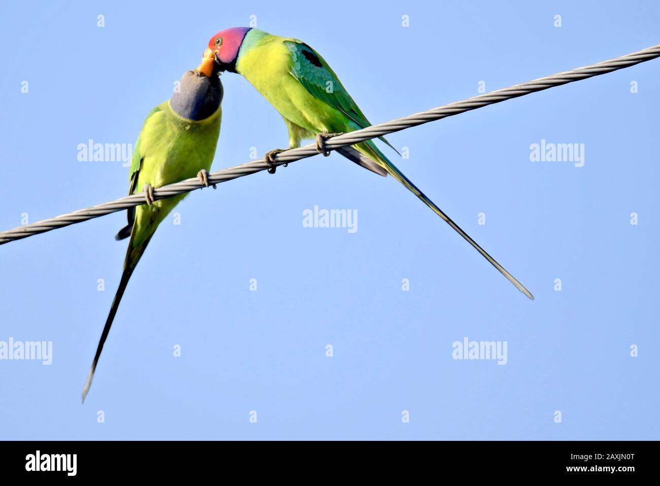 Plum headed parakeet Stock Photo - Alamy