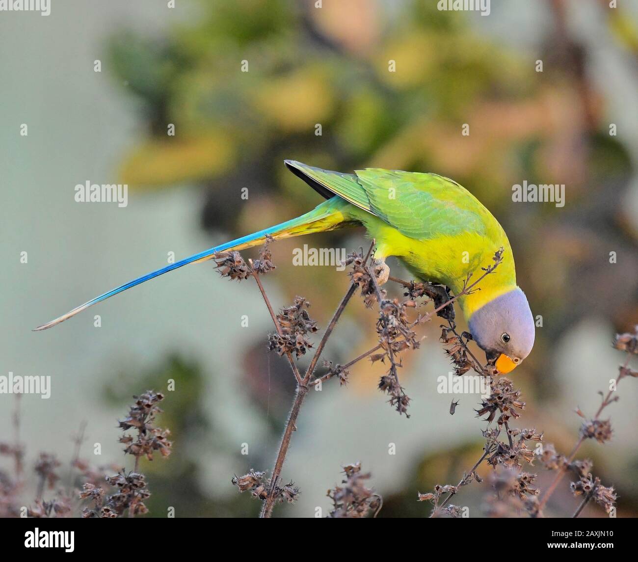 Male purple head hi-res stock photography and images - Alamy