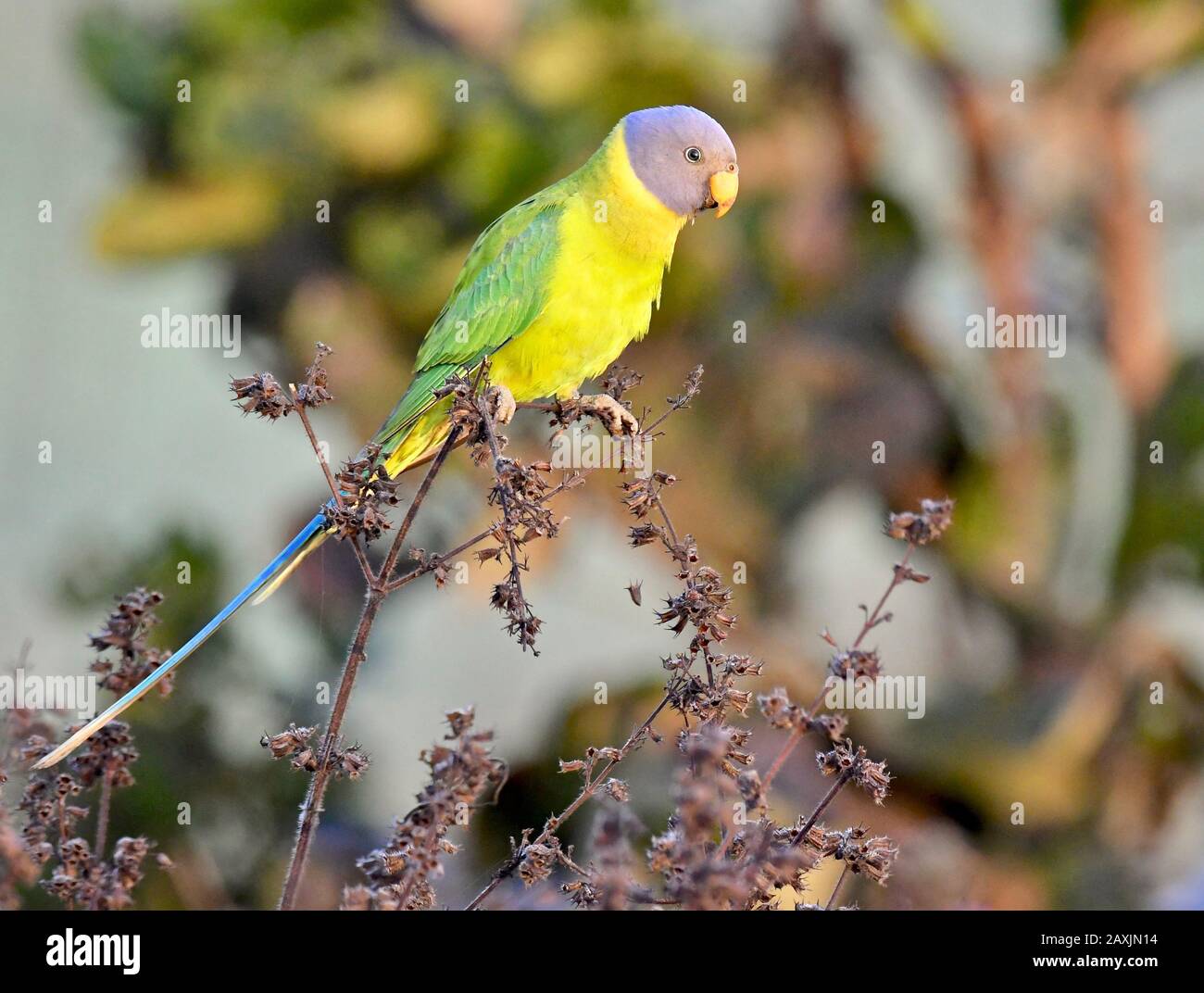 Plum headed parakeet Stock Photo - Alamy