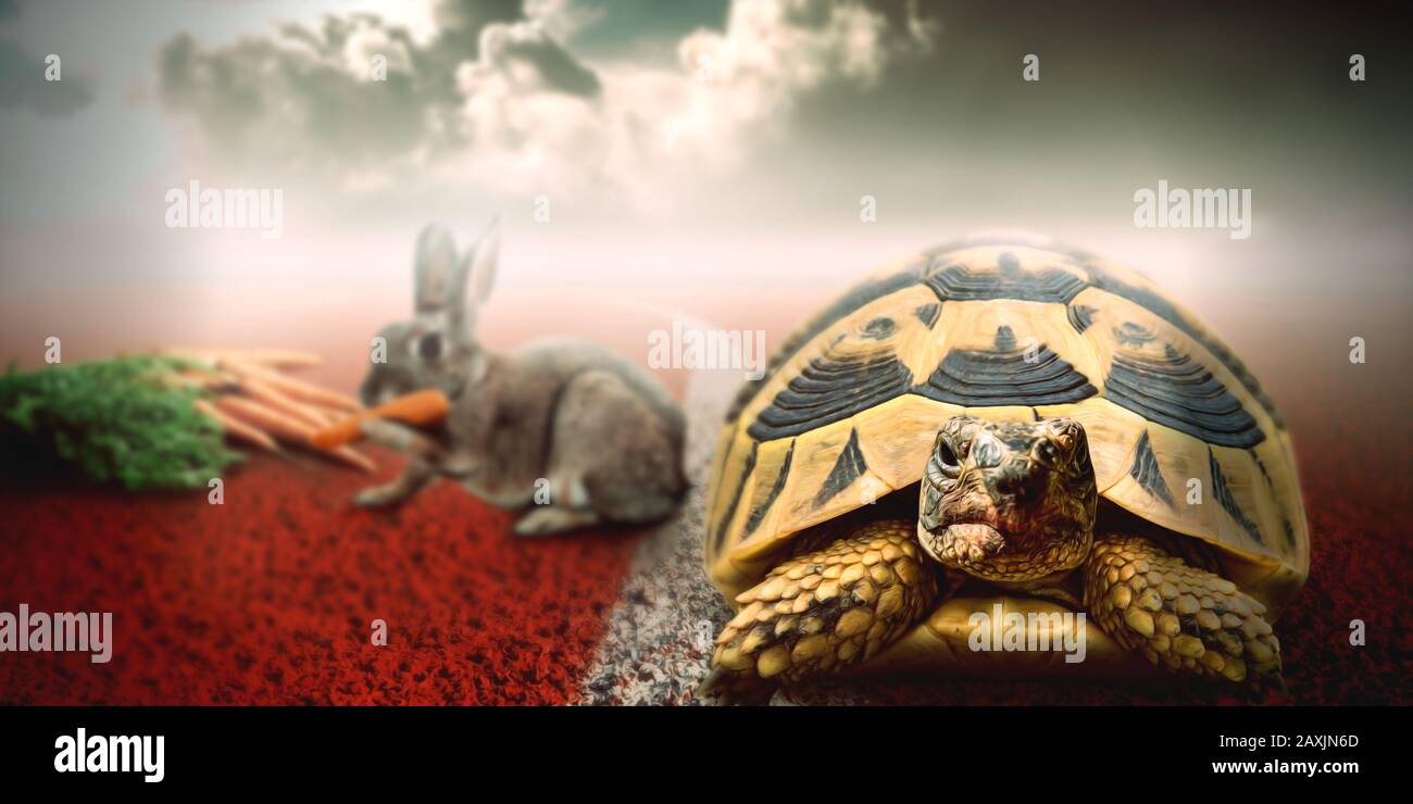 Rabbit and turtle race hi-res stock photography and images - Alamy