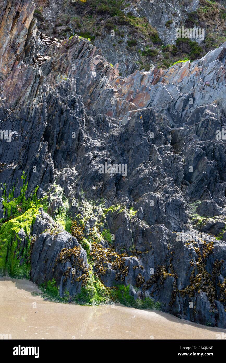 Jagged rocks at Traeth Llyfn beach near Abereiddy, Pembrokeshire, Wales ...
