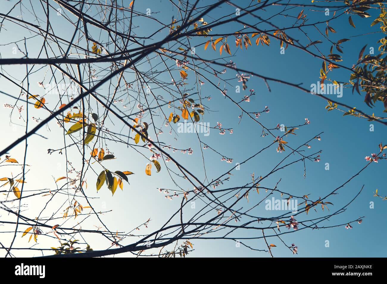 Spring flower With the evening sky in nature Stock Photo - Alamy