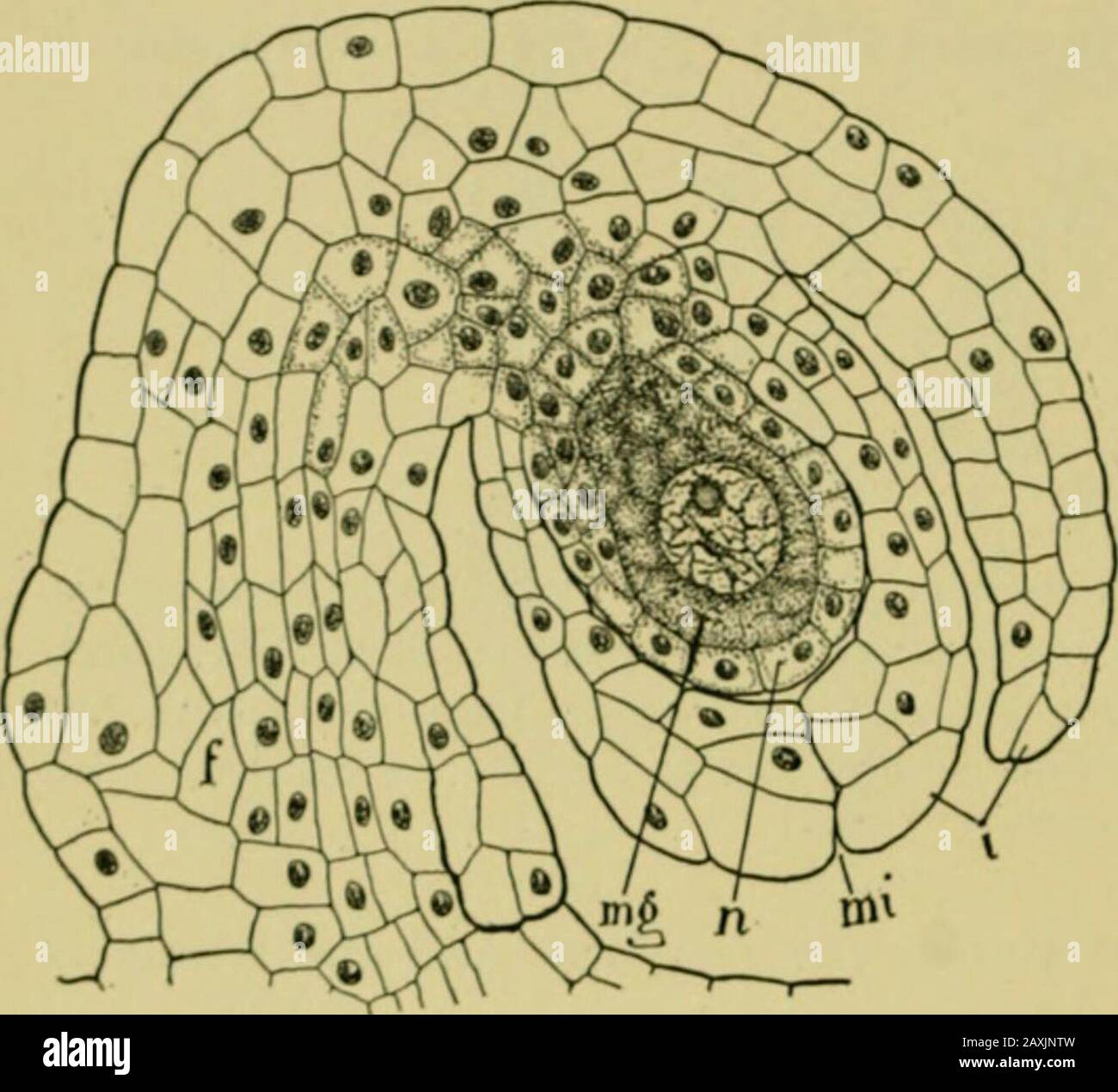 Spore forming hi-res stock photography and images - Alamy