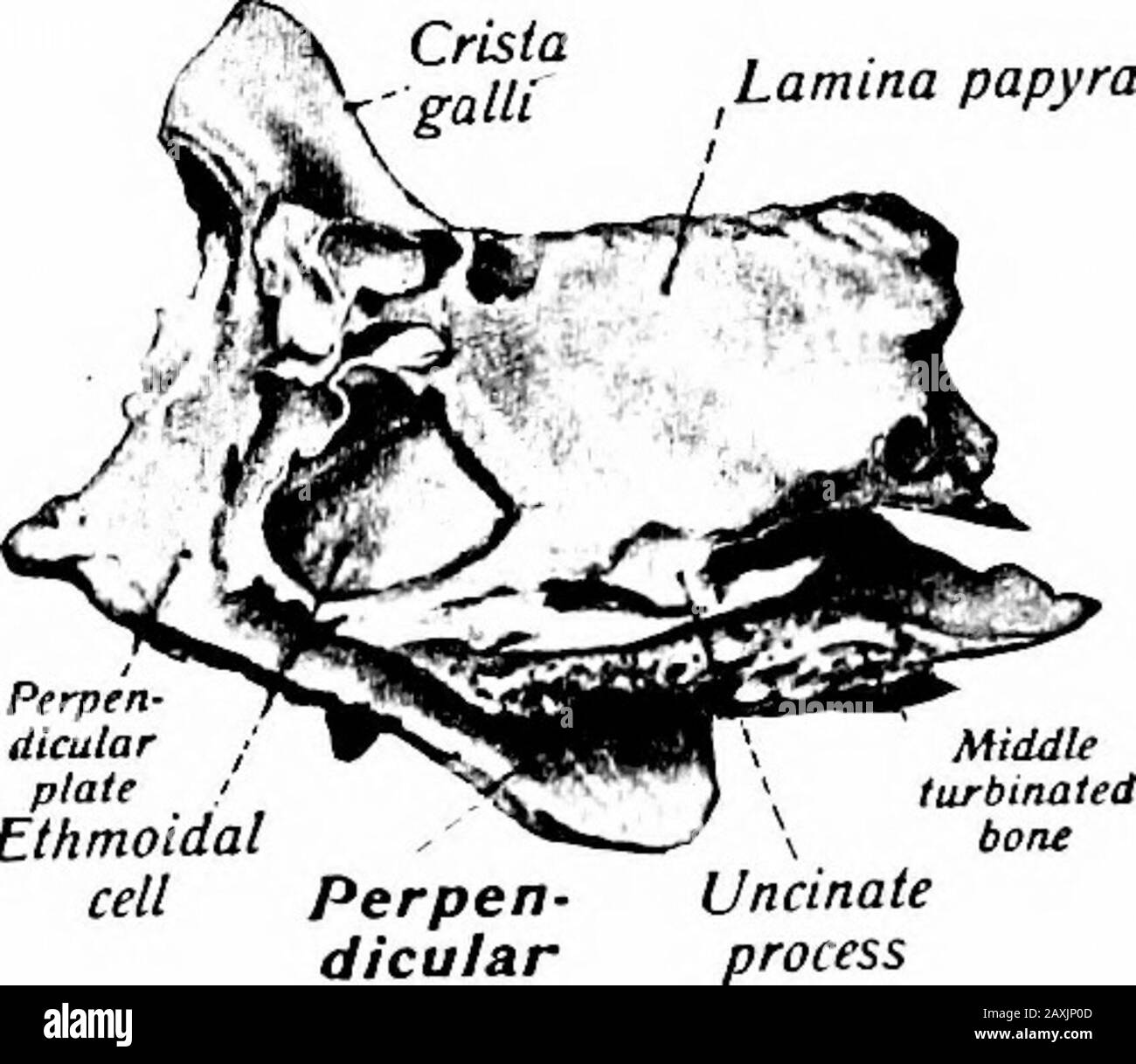 A manual of anatomy . Perpen-dicularplate / Ethmoidal cell Perpen ...