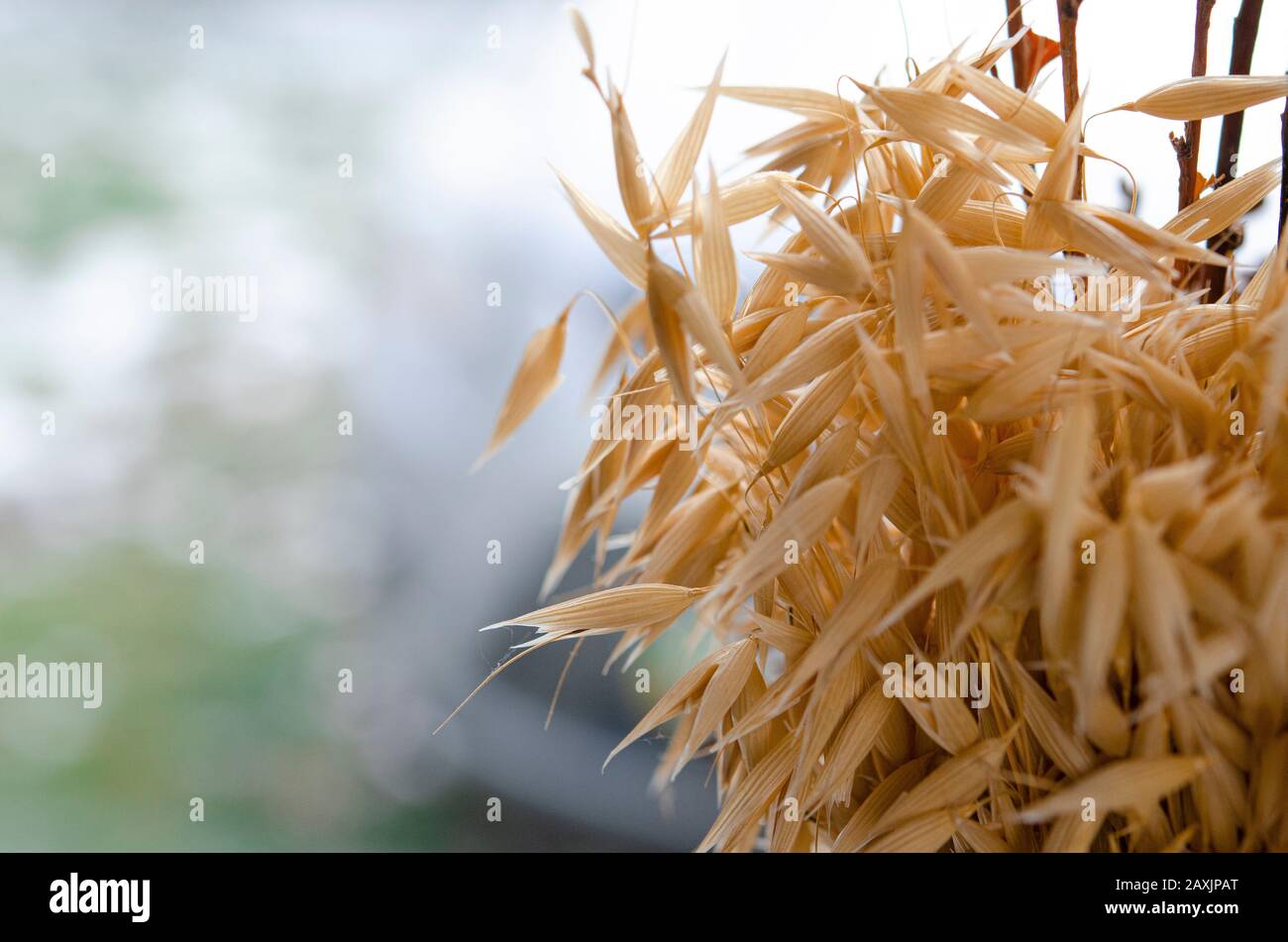 Yellow ripe ears of oats stand in a bouquet against the backdrop of a ...