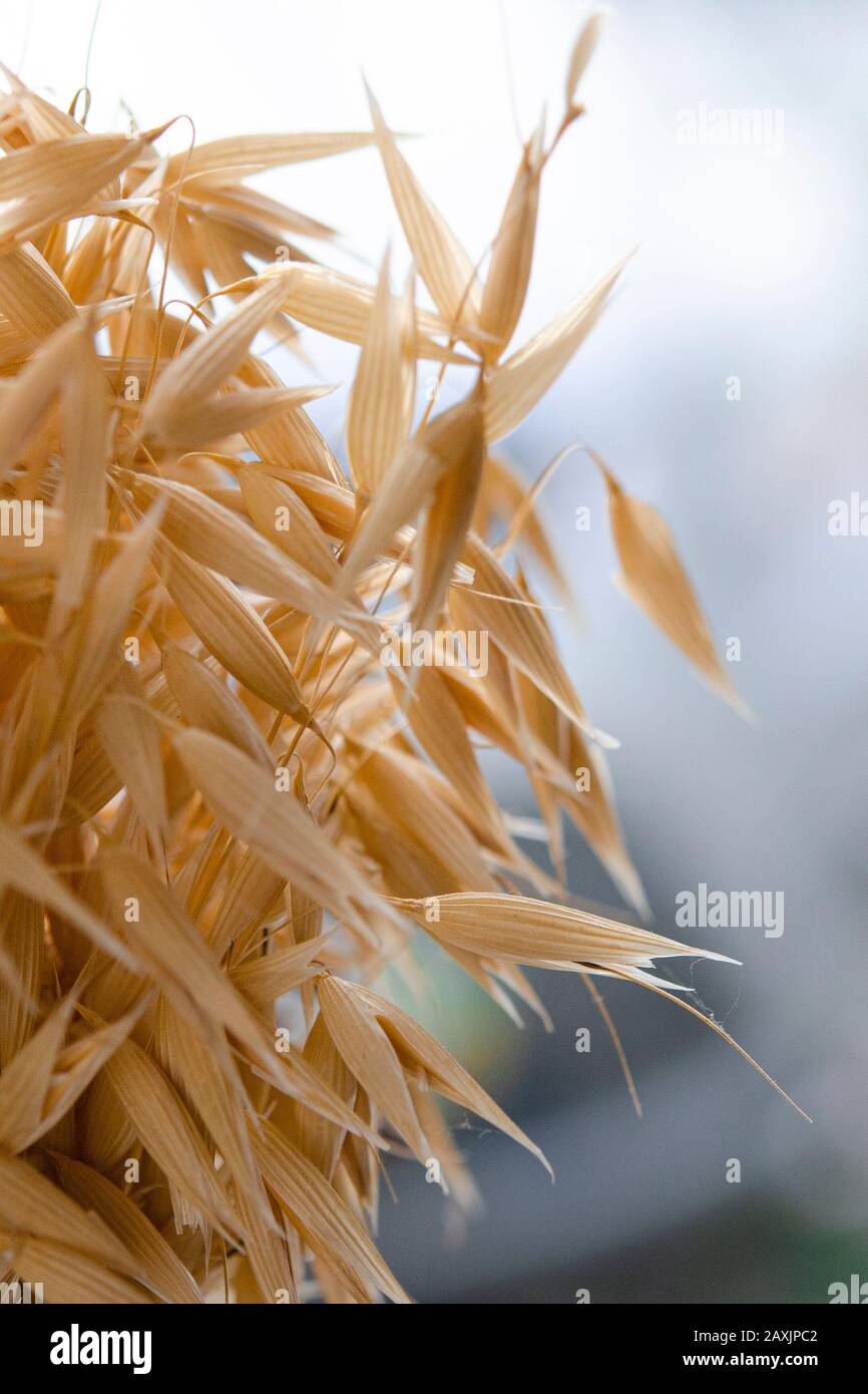 Yellow ripe ears of oats stand in a bouquet against the backdrop of a ...