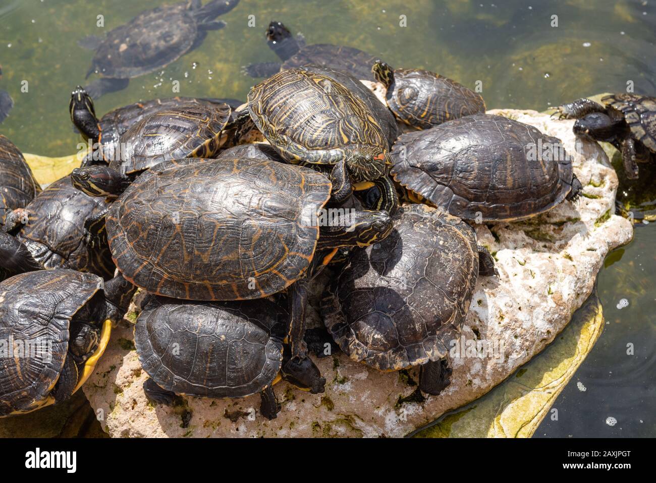 Sea turtles group hi-res stock photography and images - Alamy