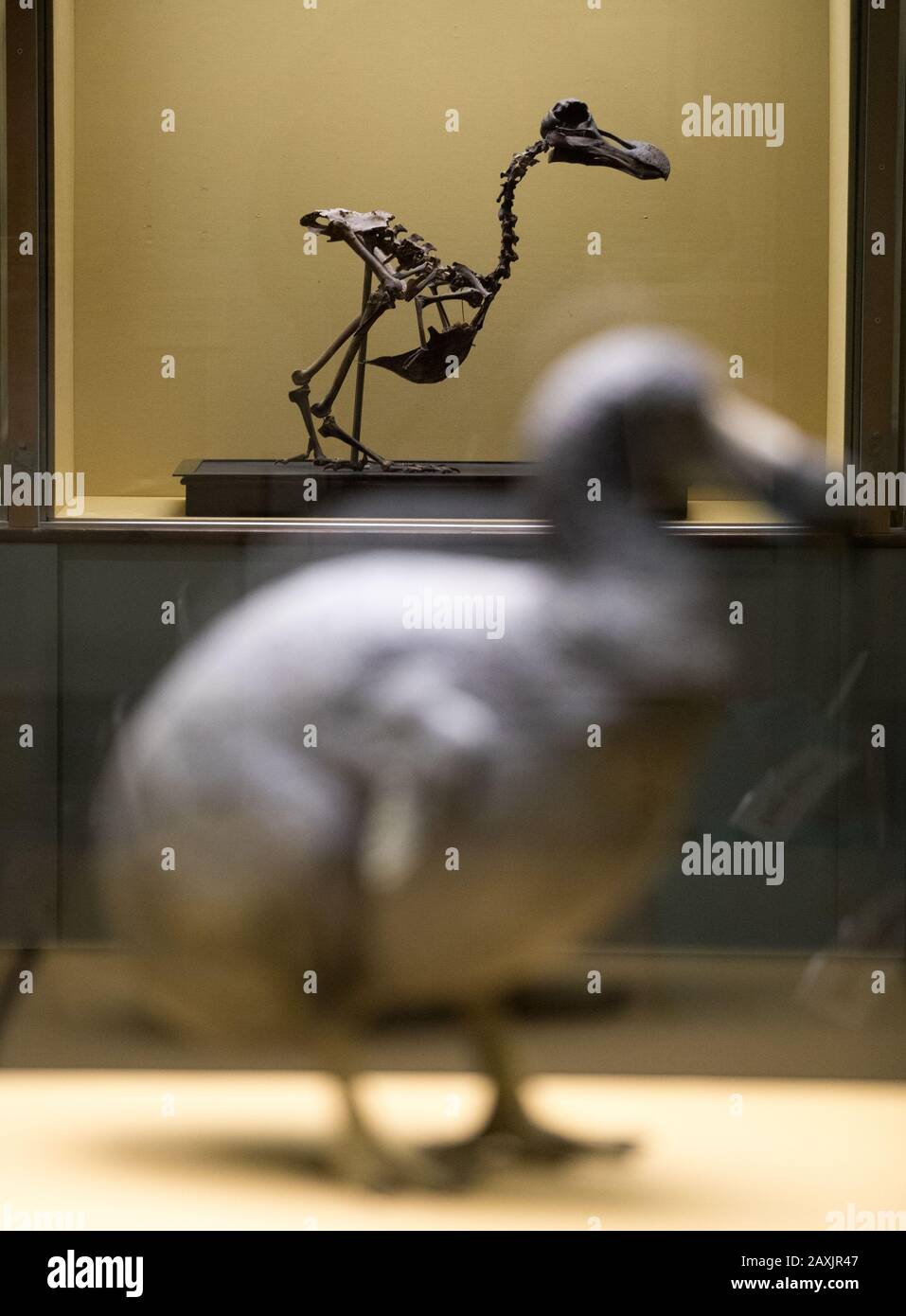 Rare dodo skeleton hi-res stock photography and images - Alamy