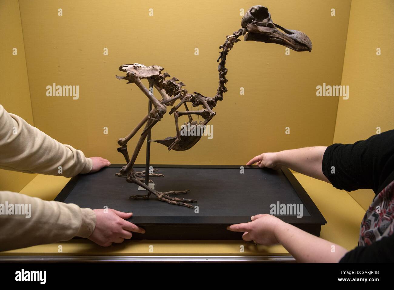Portsmouth Museum employees move a rare Dodo skeleton - one of only 12 ...