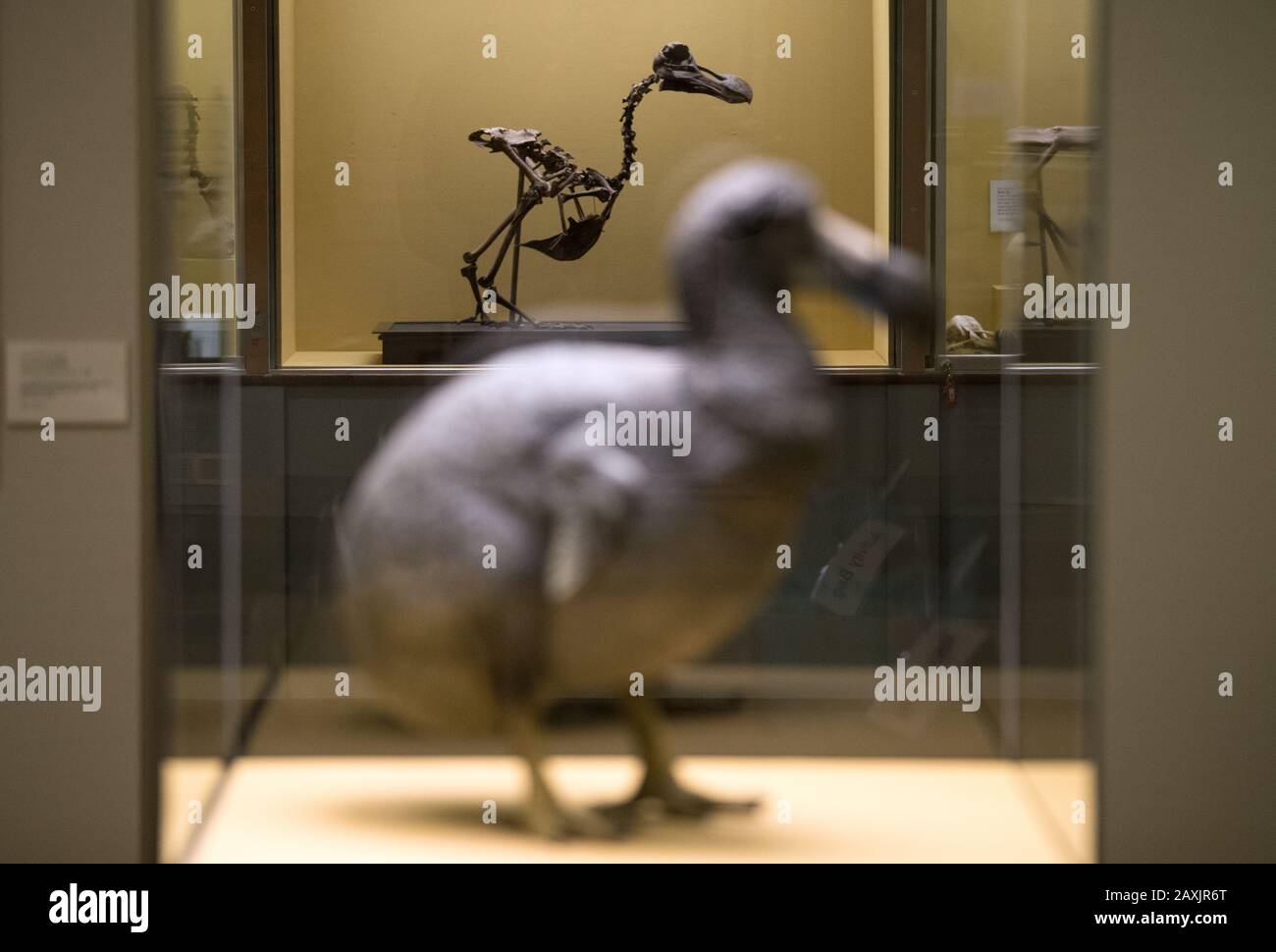 A rare Dodo skeleton - one of only 12 in existence - on display at the ...