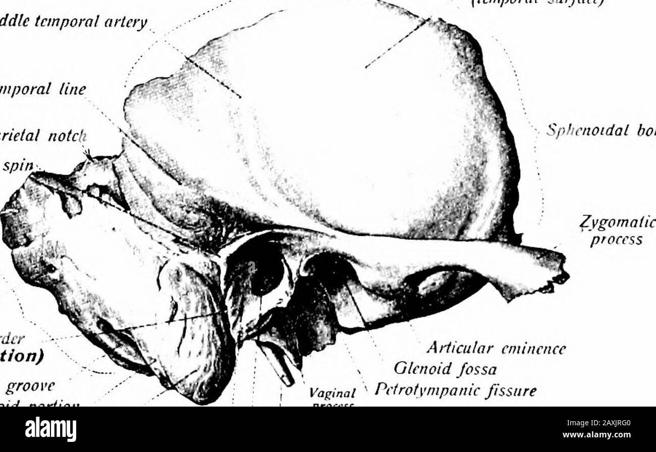 Anterior tubercle Black and White Stock Photos & Images - Alamy