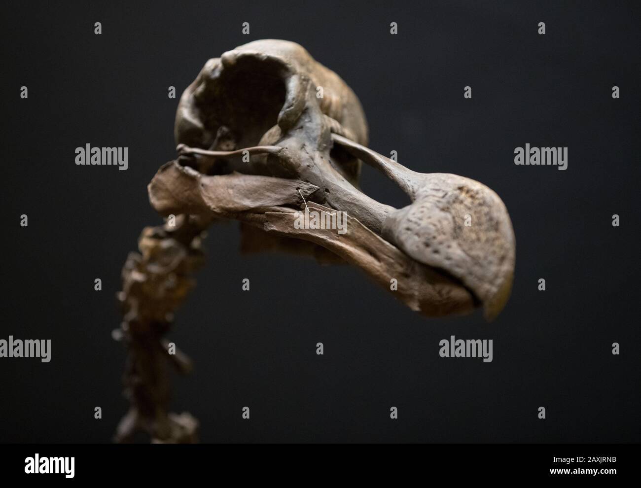 A view of the skull of a rare Dodo skeleton - one of only 12 in ...