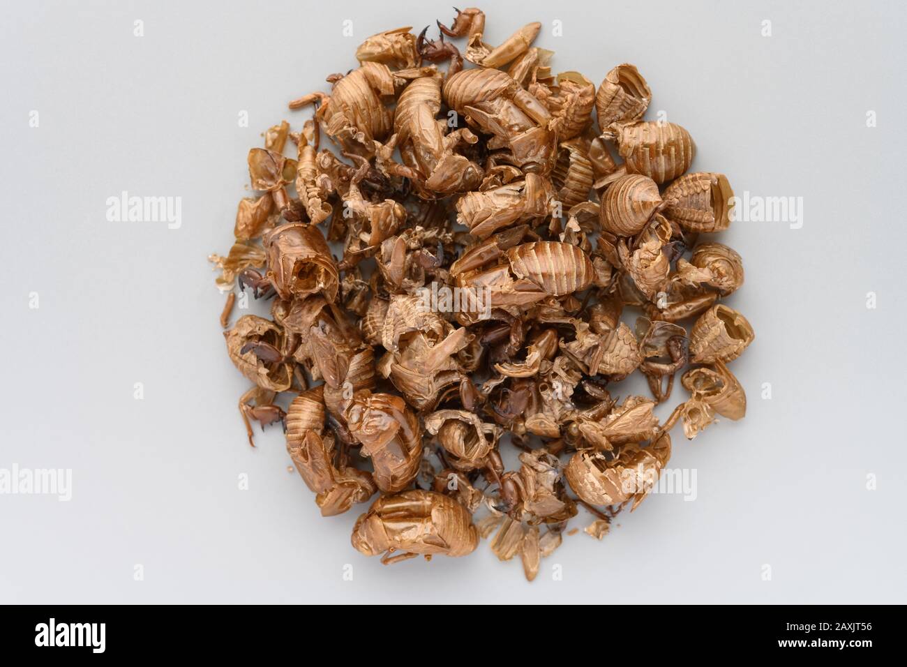 Chinese medicine ChanTui or Cicadae Periostracum or Cicada Slough Stock ...