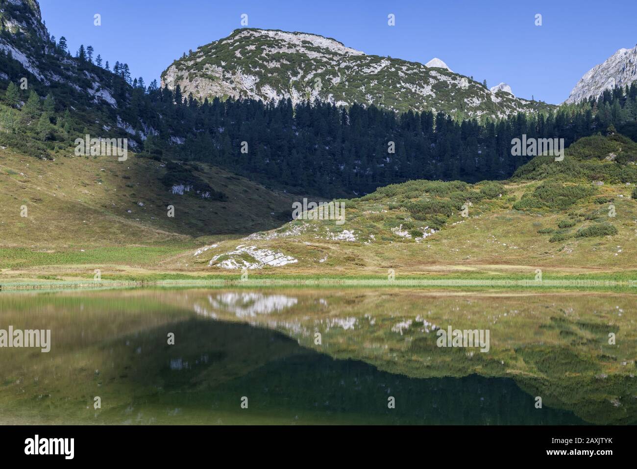 Mountain hirsch hi-res stock photography and images - Alamy