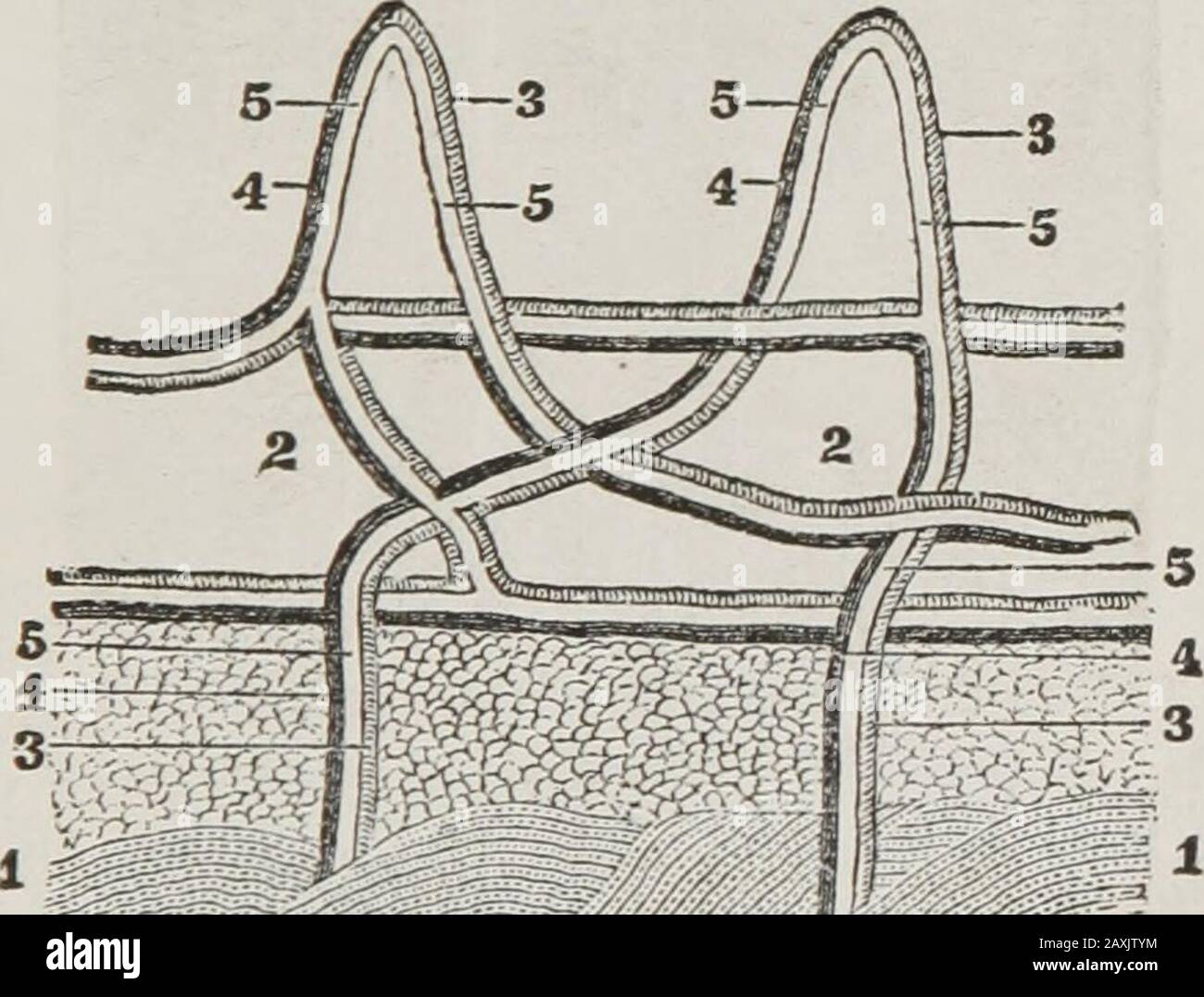 Human and comparative anatomy, physiology, and hygiene . ture and use ...