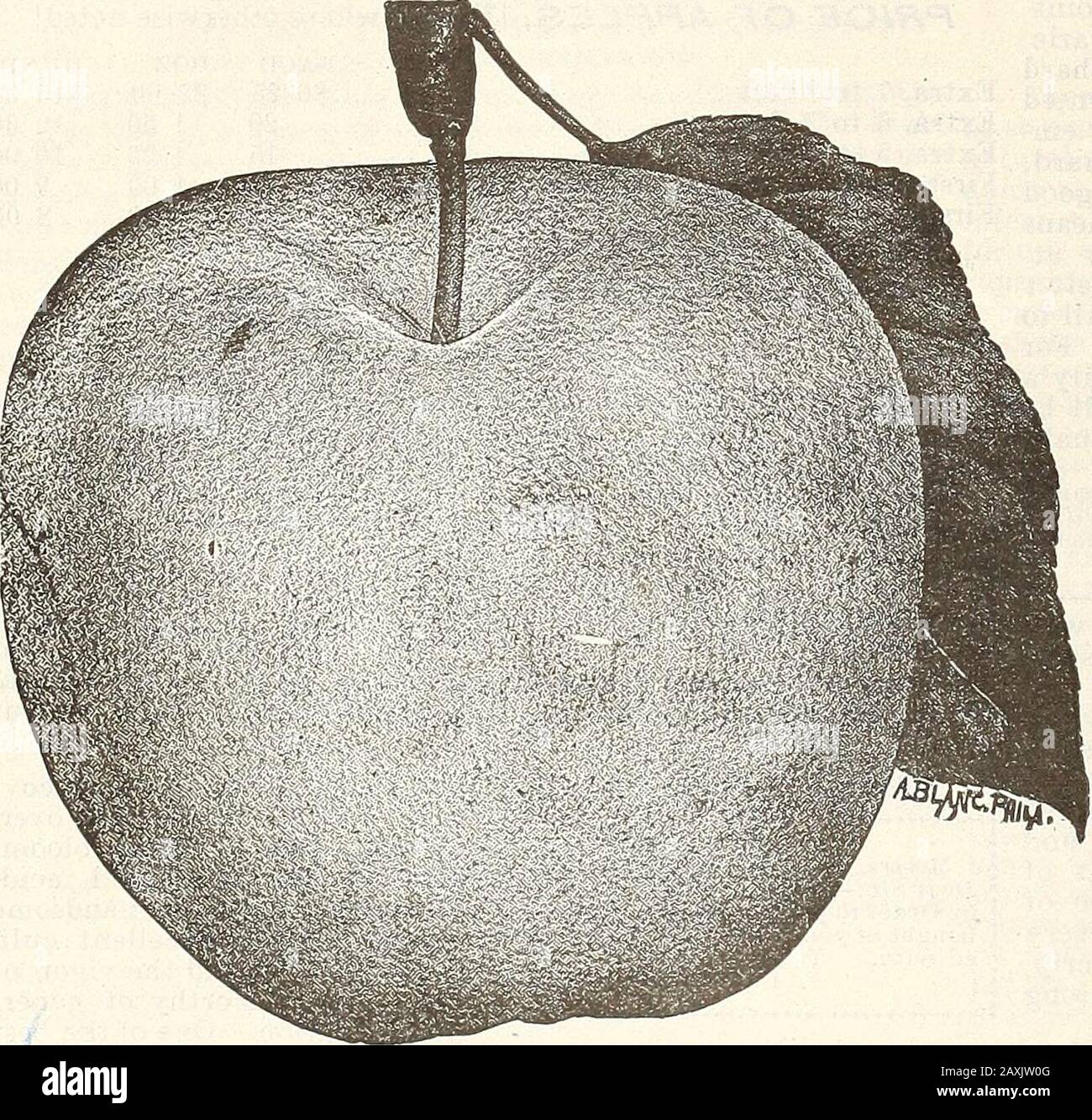 Peach tree rich fruit hi-res stock photography and images - Alamy