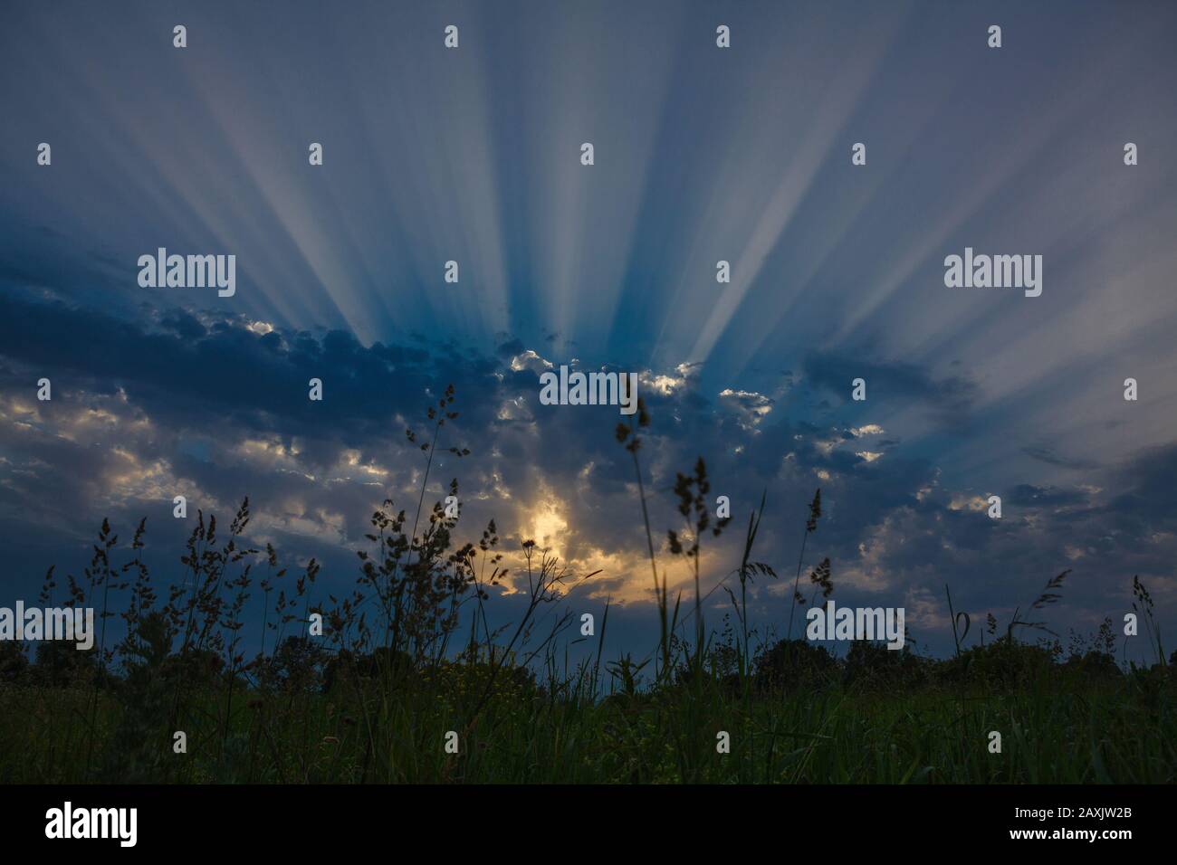 grass silhouette on background of cloudy sundown rays Stock Photo - Alamy