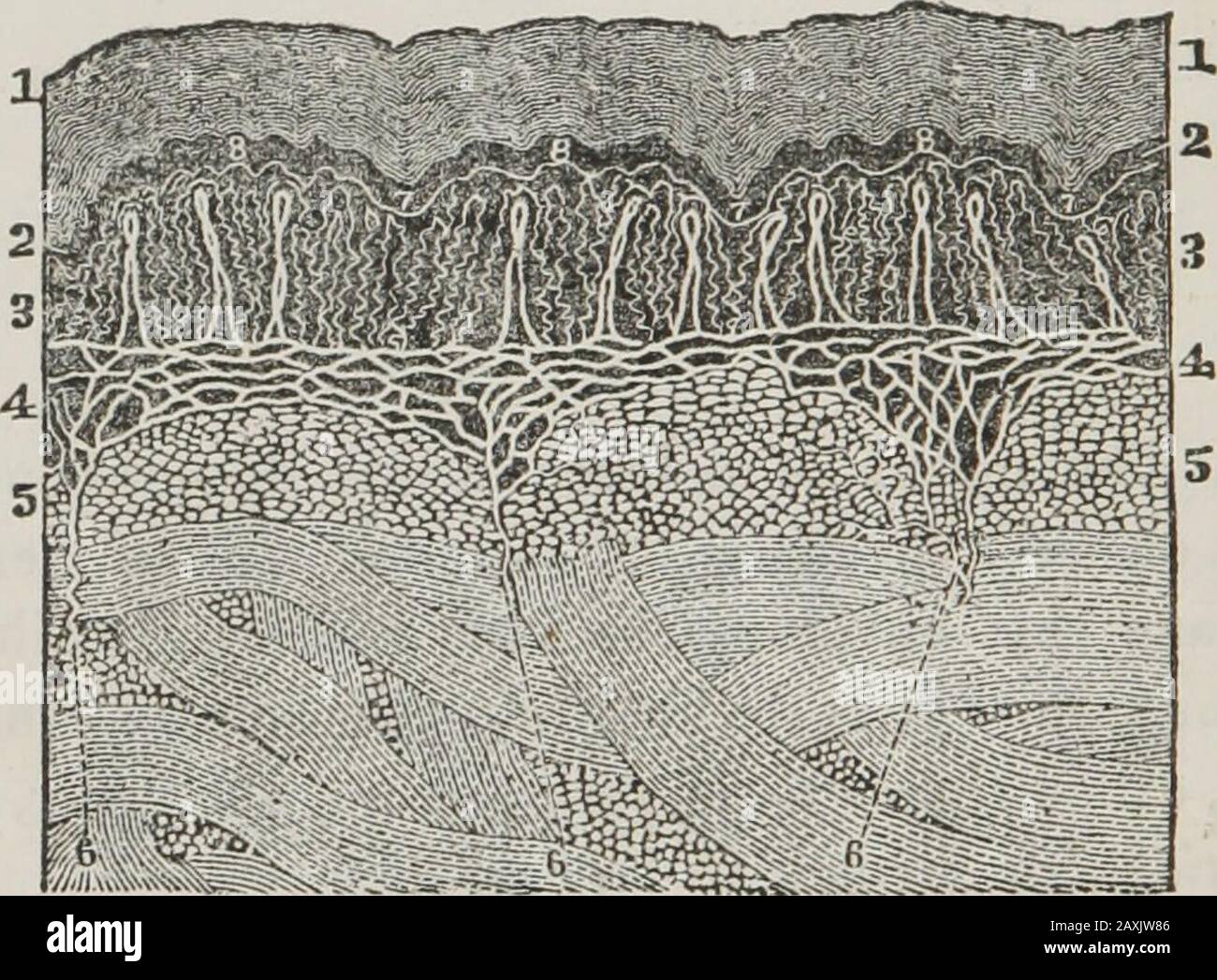 Human and comparative anatomy, physiology, and hygiene . a thick or ...