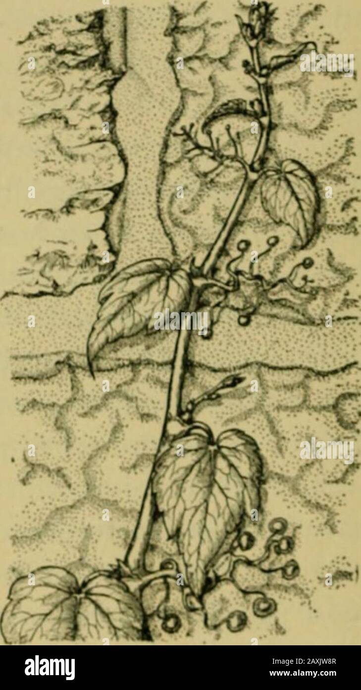 Bur cucumber hi-res stock photography and images - Alamy