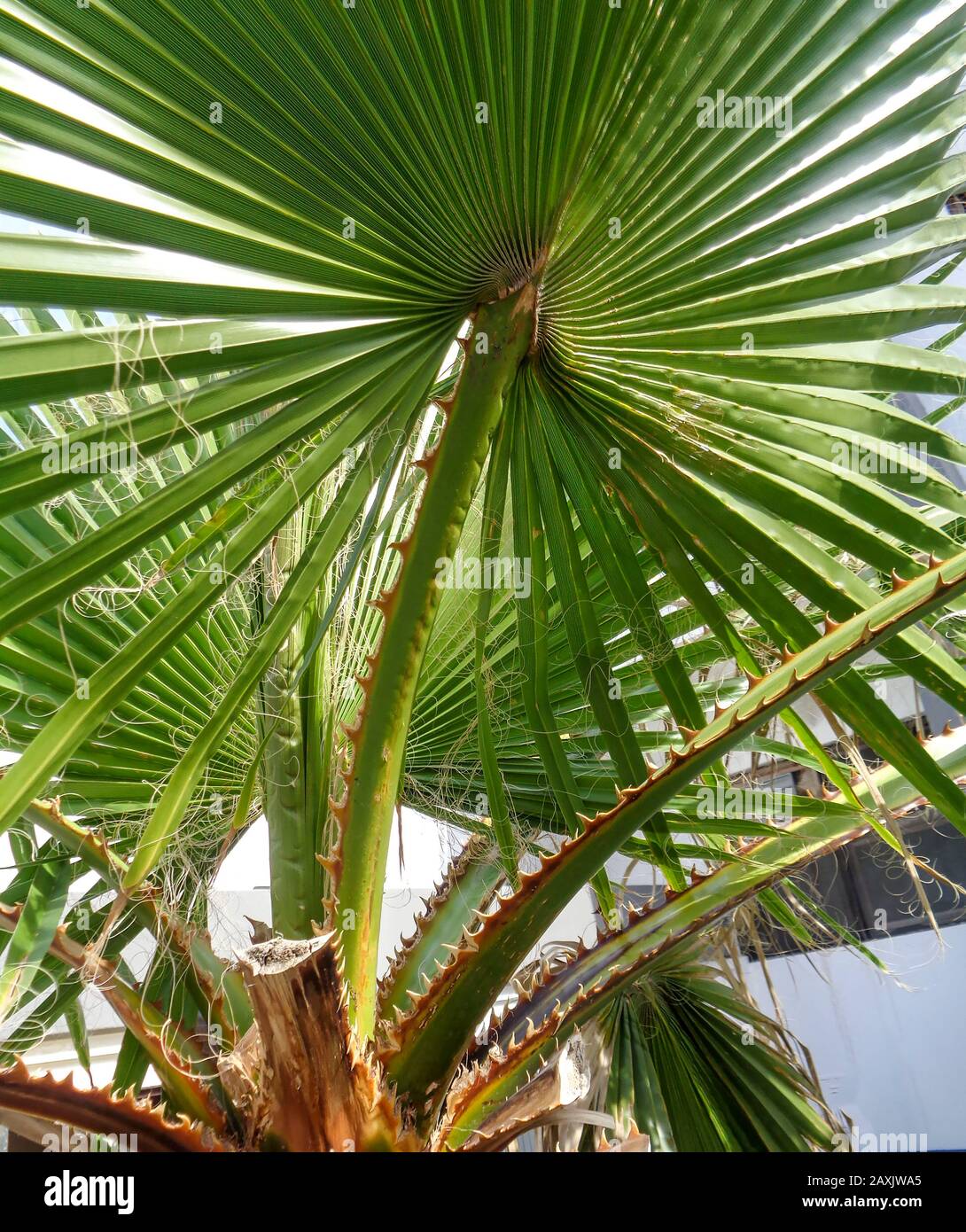 Fan leaved palm tree hi-res stock photography and images - Alamy