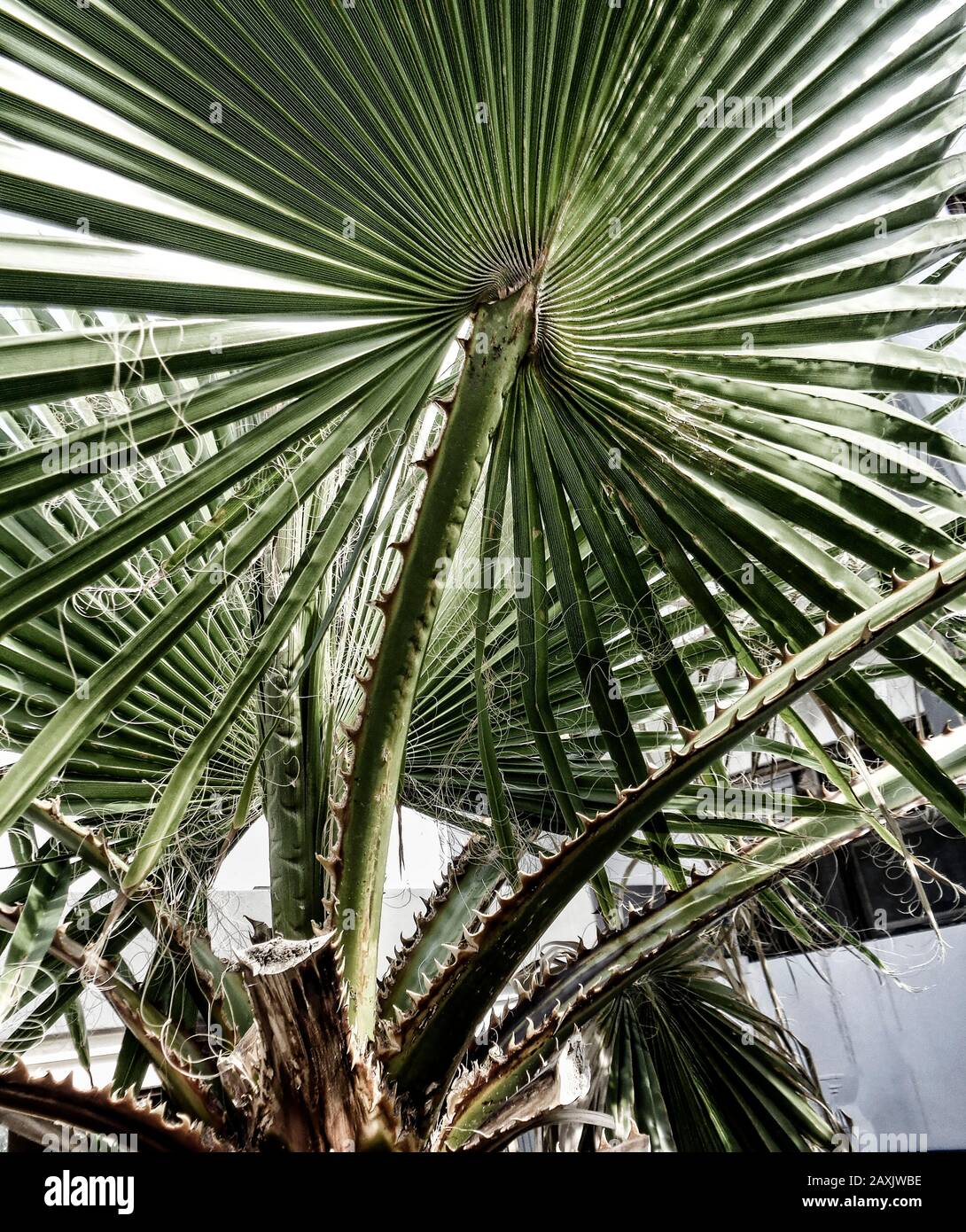 Nature abstract of palm frond patterns against a clear sky, Madeira ...