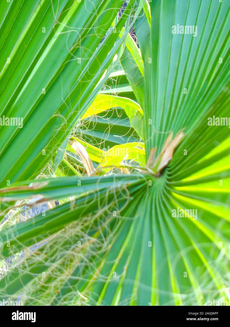 Palmately fan hi-res stock photography and images - Alamy