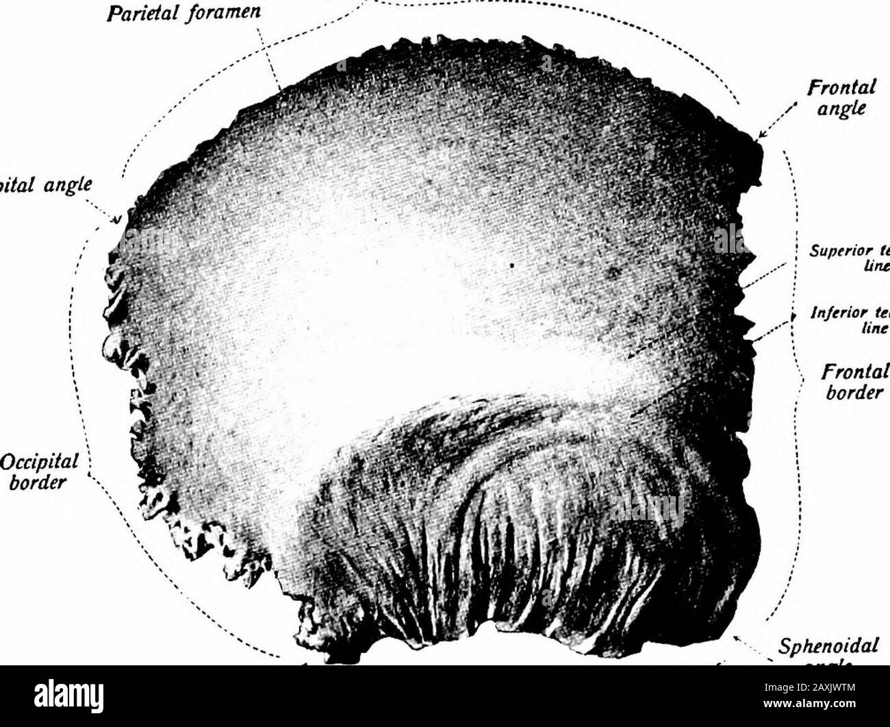 Two parietal bone Black and White Stock Photos & Images - Alamy