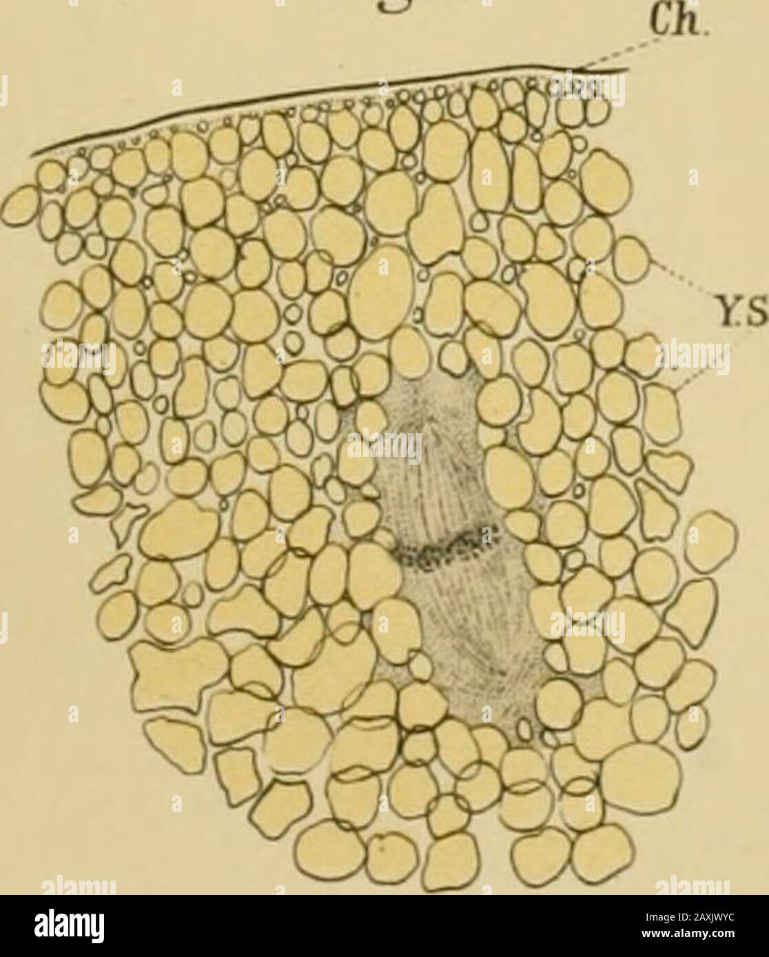 The embryology and metamorphosis of the Macroura . Fi^.25. Rji:. ri^.29 ...