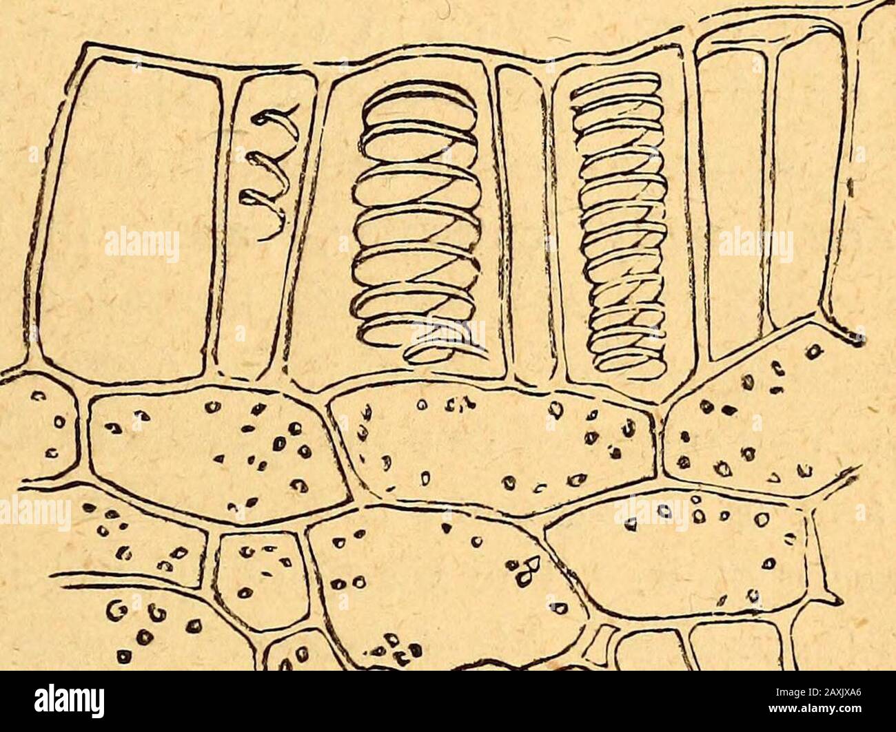Plant cell walls hi-res stock photography and images - Alamy
